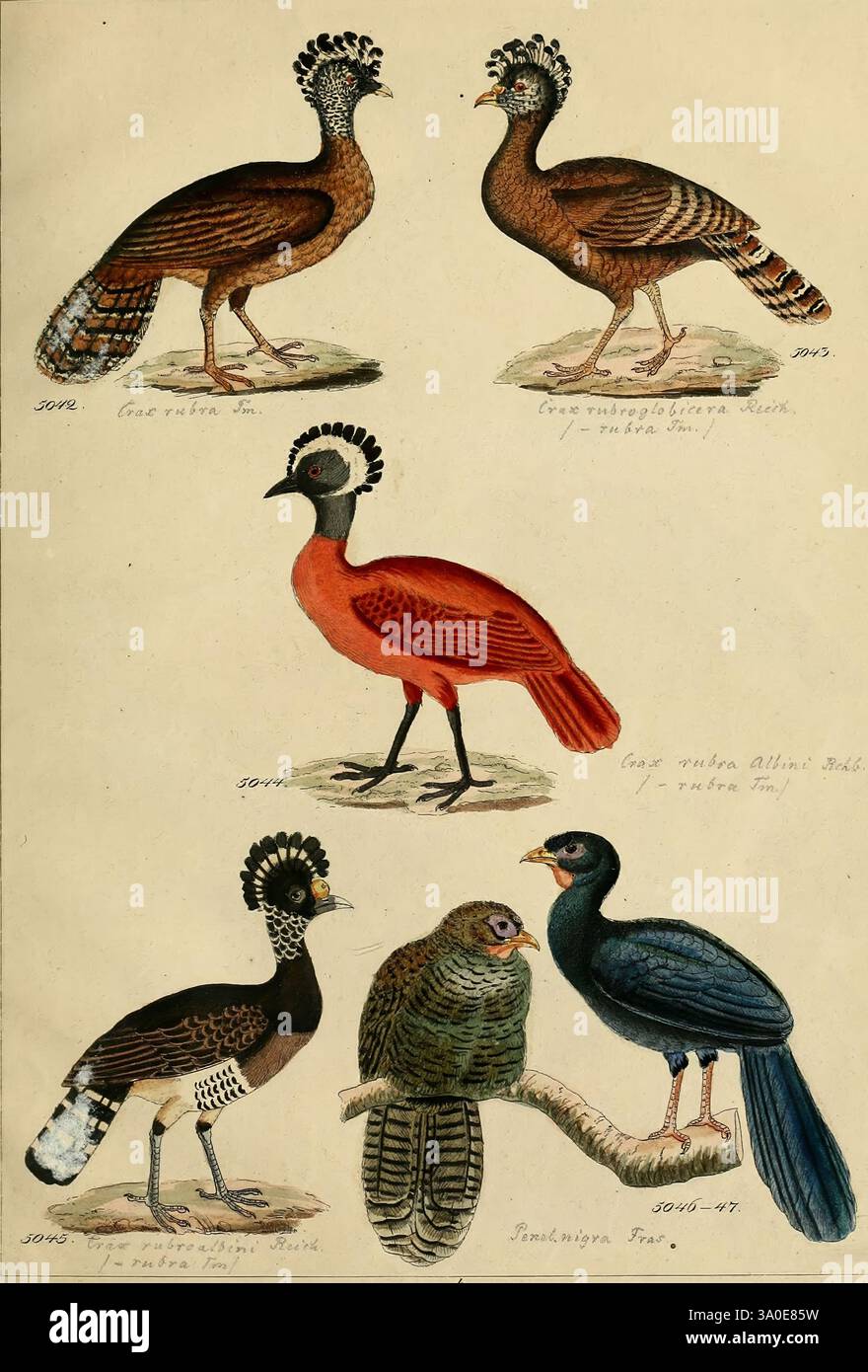 Expedition der vollstandigste naturgeschichte hi-res stock photography ...