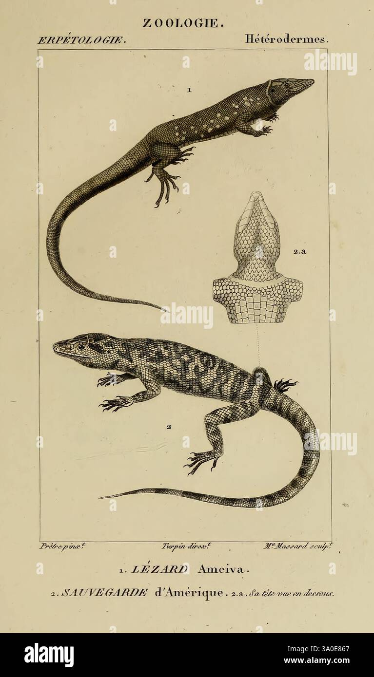 Second lizard species hi-res stock photography and images - Alamy