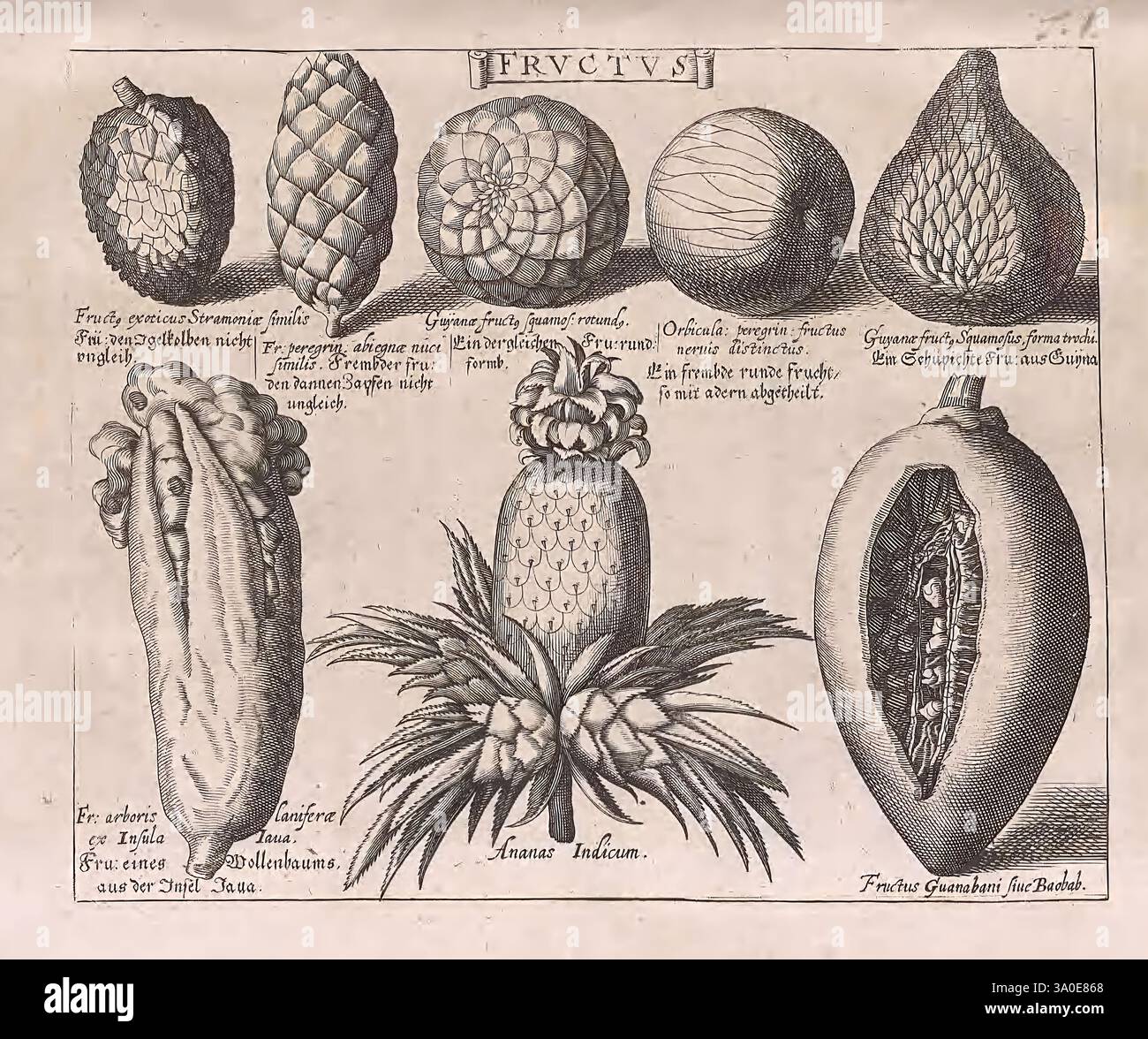 Visually appealing arrangement various fruits hi-res stock photography ...