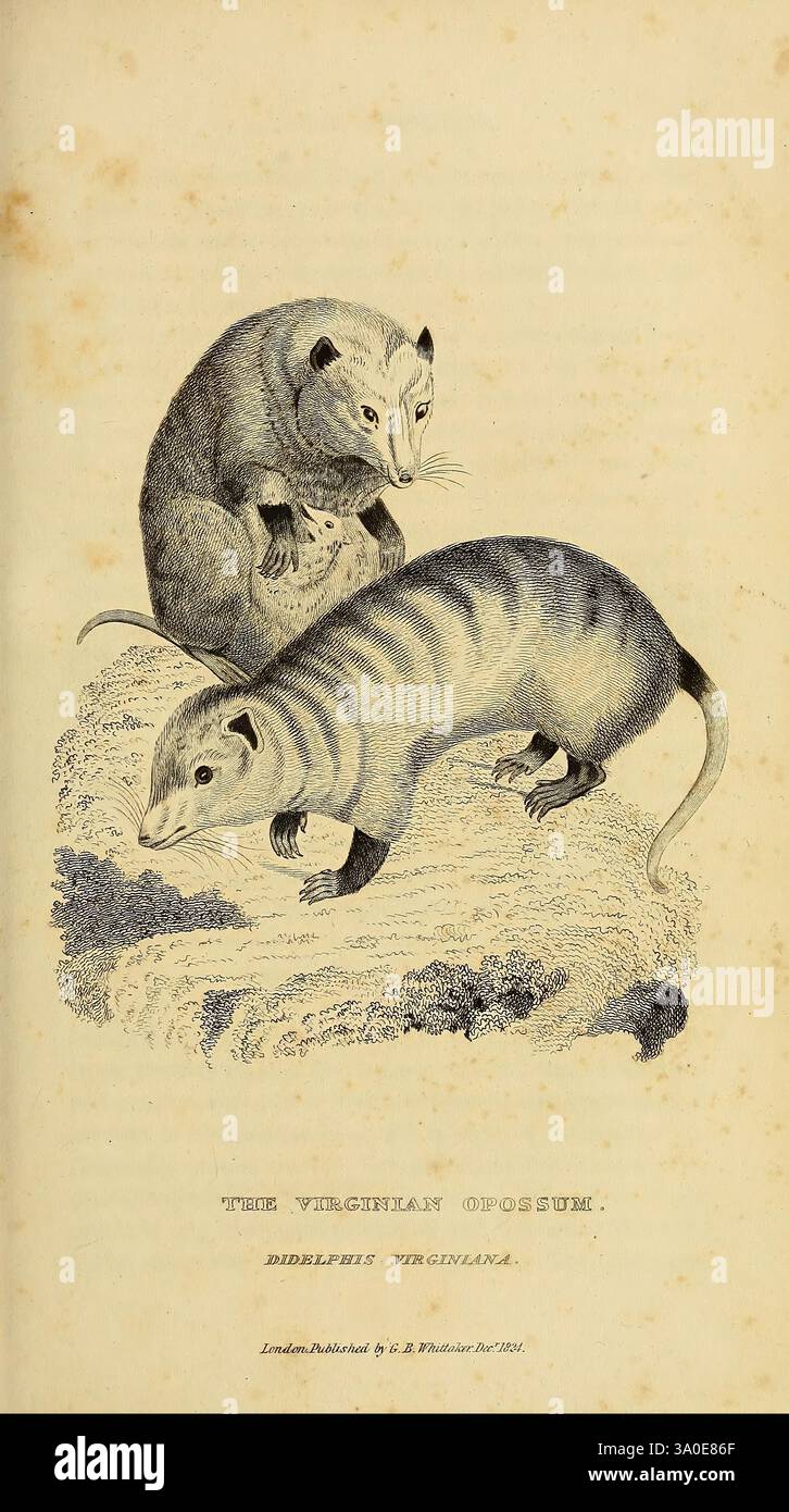 The class Mammalia, London, Printed for Geo. B. Whittaker, 1827 ...