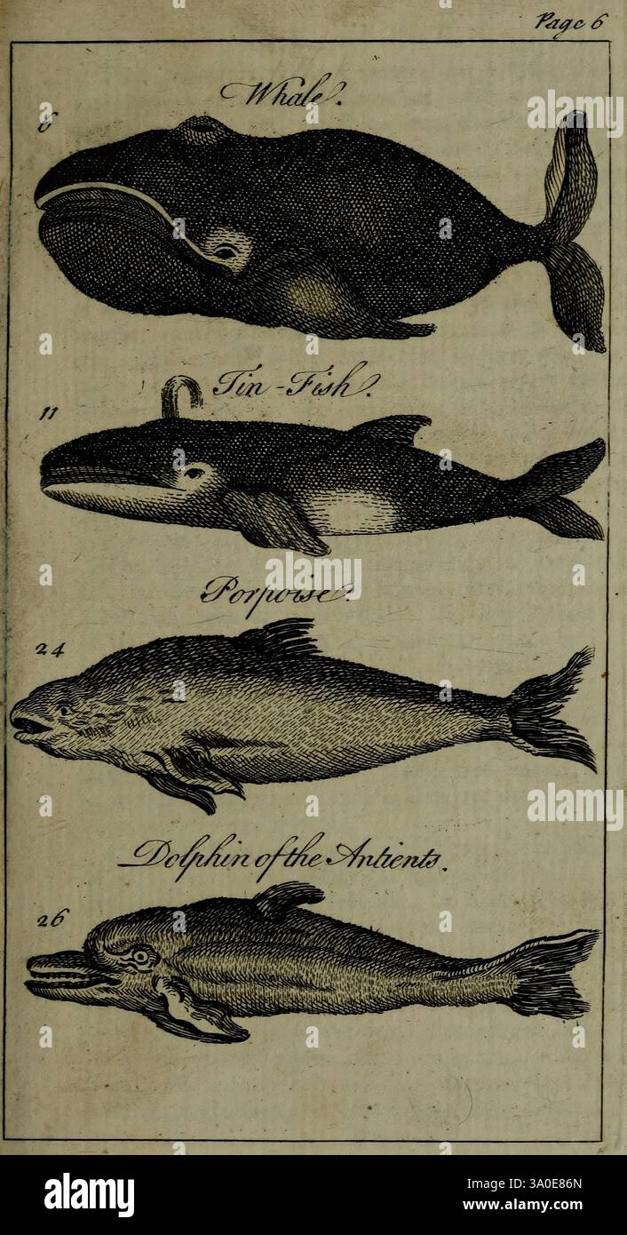 Dolphin labeled hi-res stock photography and images - Alamy