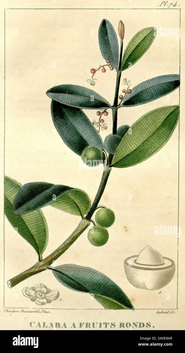 Calaba plant hi-res stock photography and images - Alamy