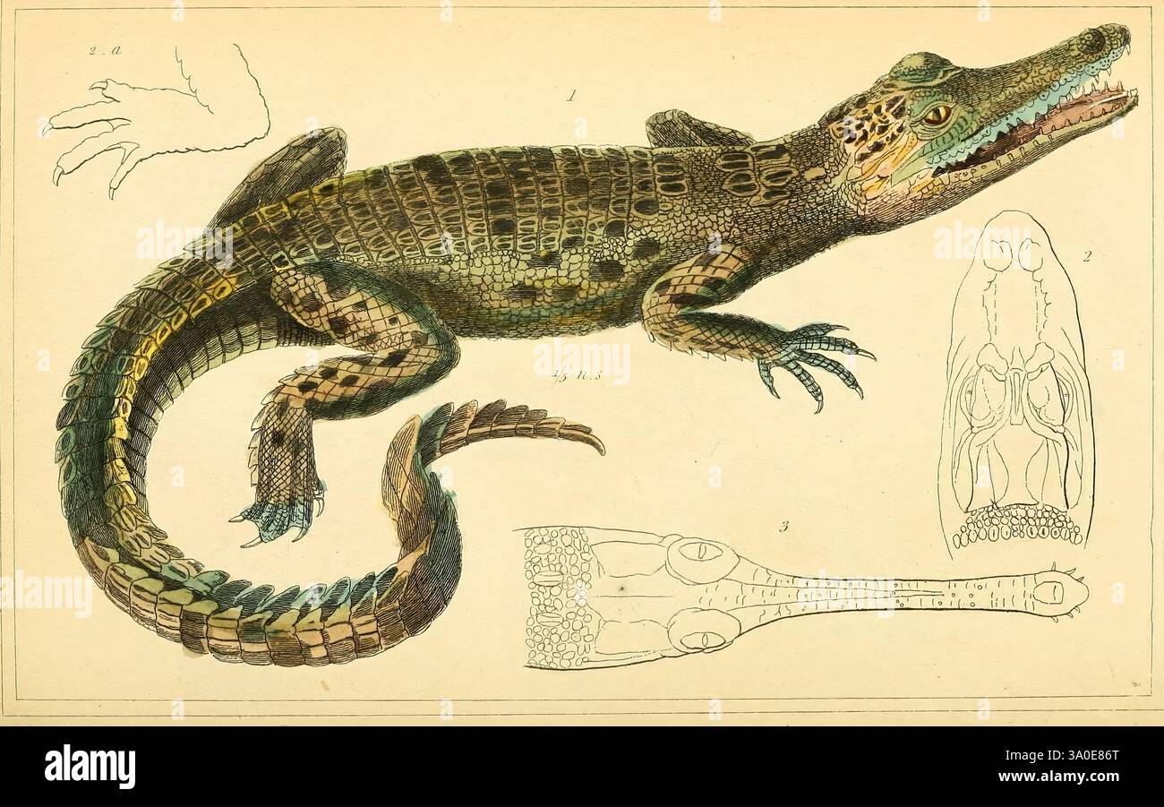 Henderson 1834 1837 animals zoology classification pictorial hi-res ...
