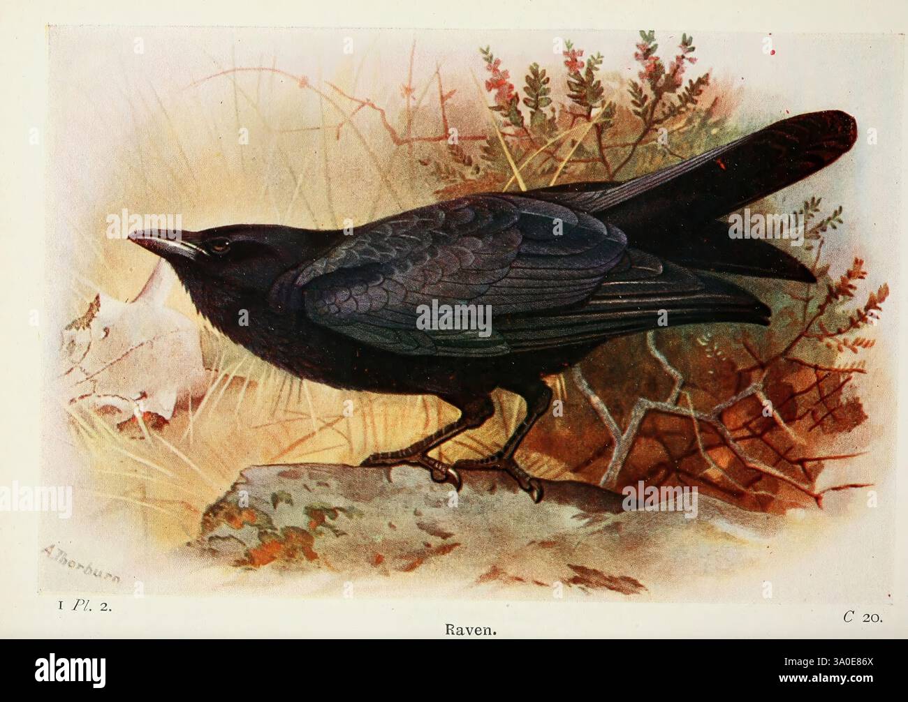 Hints of natural elements in hi-res stock photography and images - Alamy