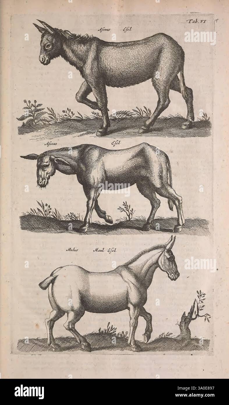 Broader horse hi-res stock photography and images - Alamy