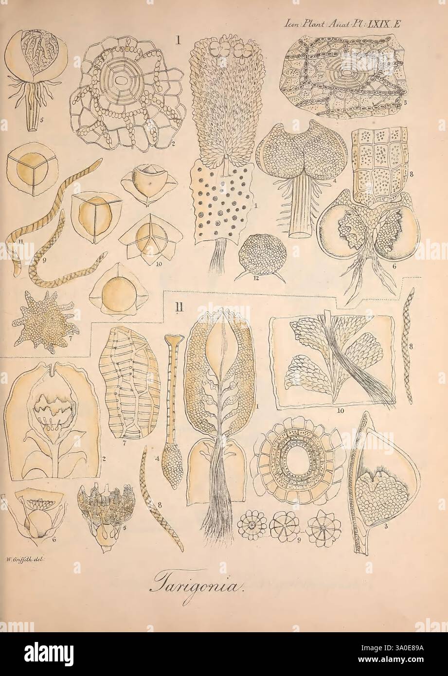 Importance of plant morphology in identification hi-res stock ...