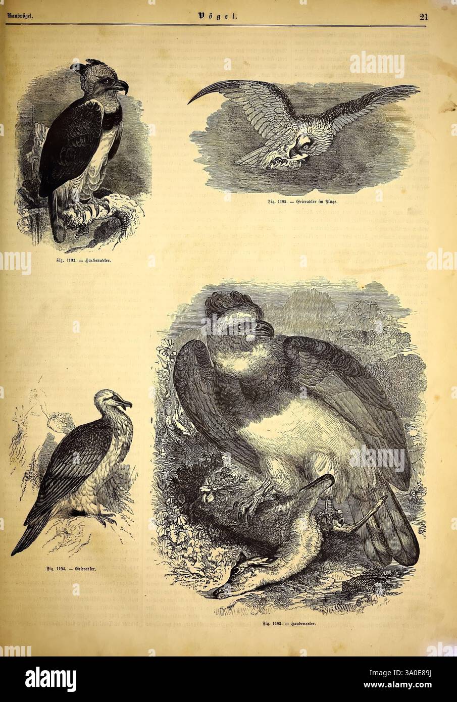 Showcasing varied species hi-res stock photography and images - Alamy