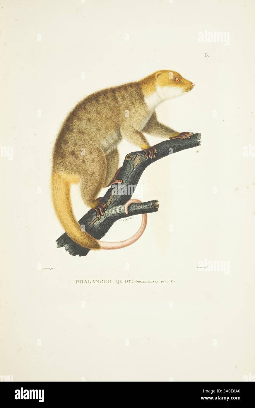 Voyage autour du monde, Paris, Pillet, Aine, Imprimerie royale, 1824 ...