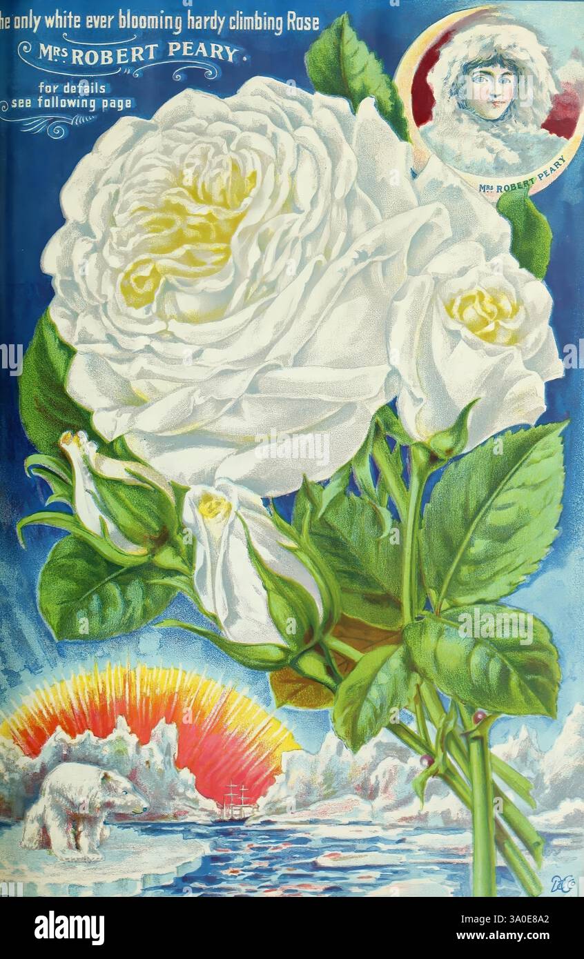 Our new guide to rose culture West Grove Pa The Dingee & Conard Co 1899 ...