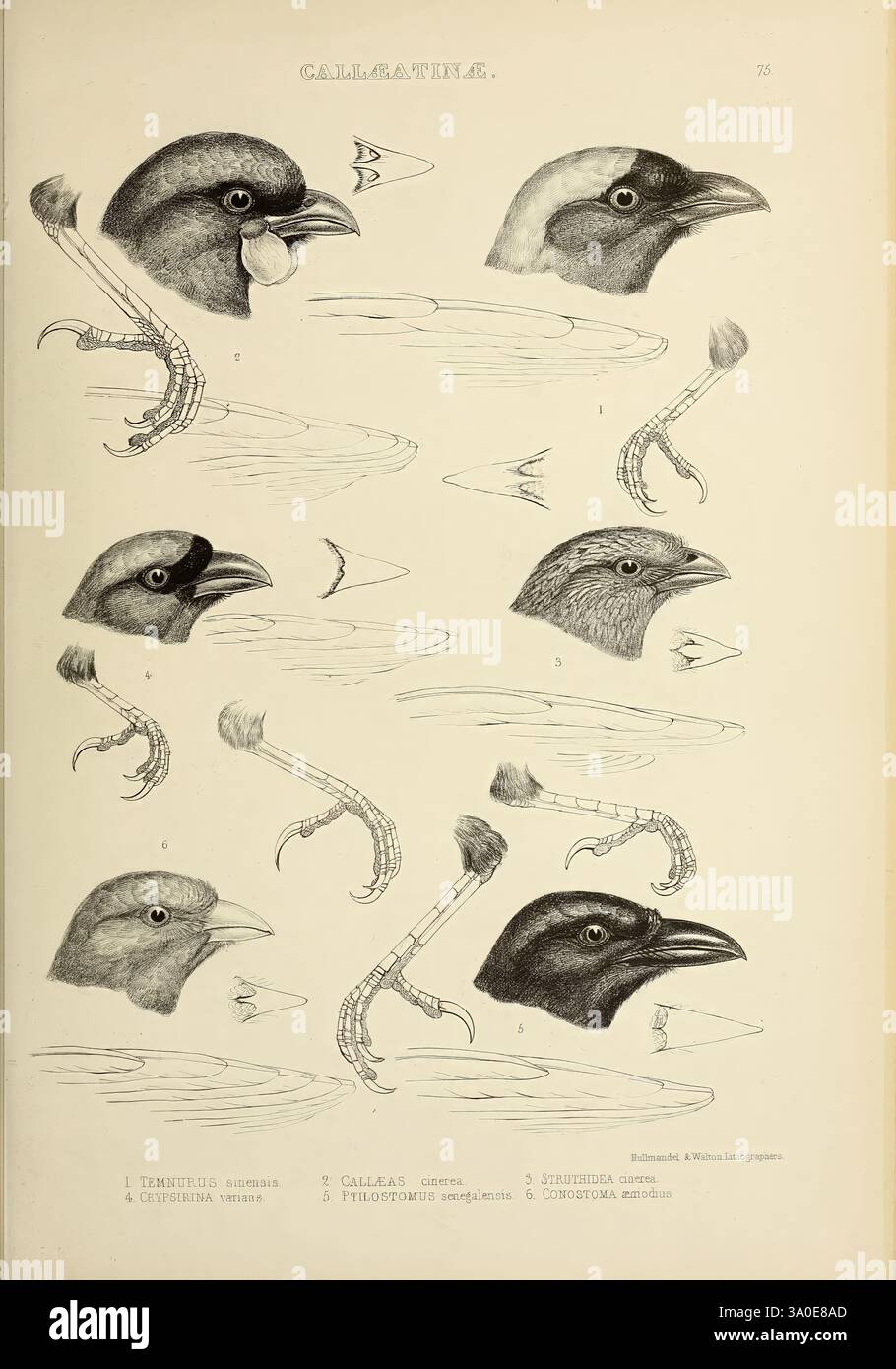 Detailed depictions of various bird species hi-res stock photography ...