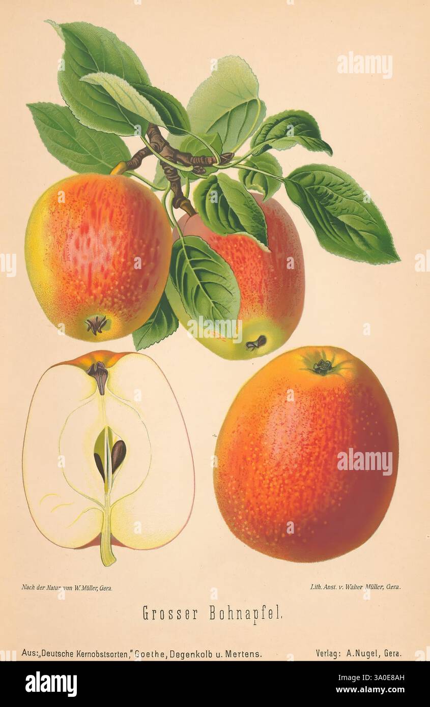 Prominent apple variety hi-res stock photography and images - Alamy