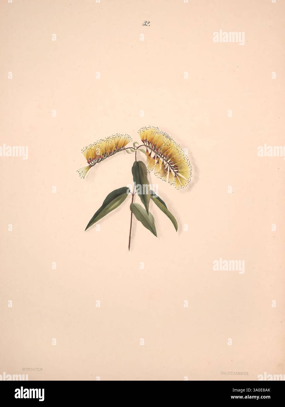 Meticulous representation of nature hi-res stock photography and images ...