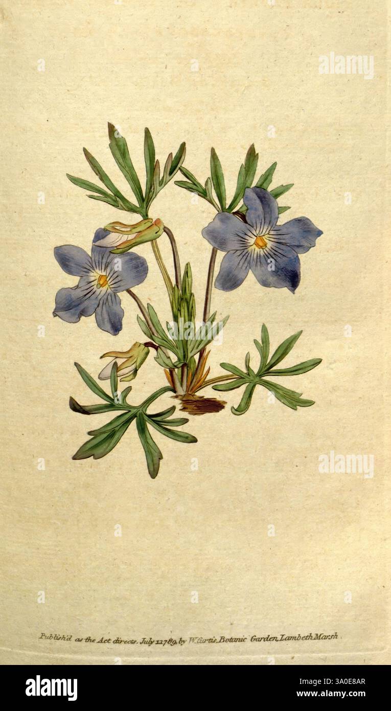 1790 1800 botany periodicals pictorial works curtis william curt hi-res ...