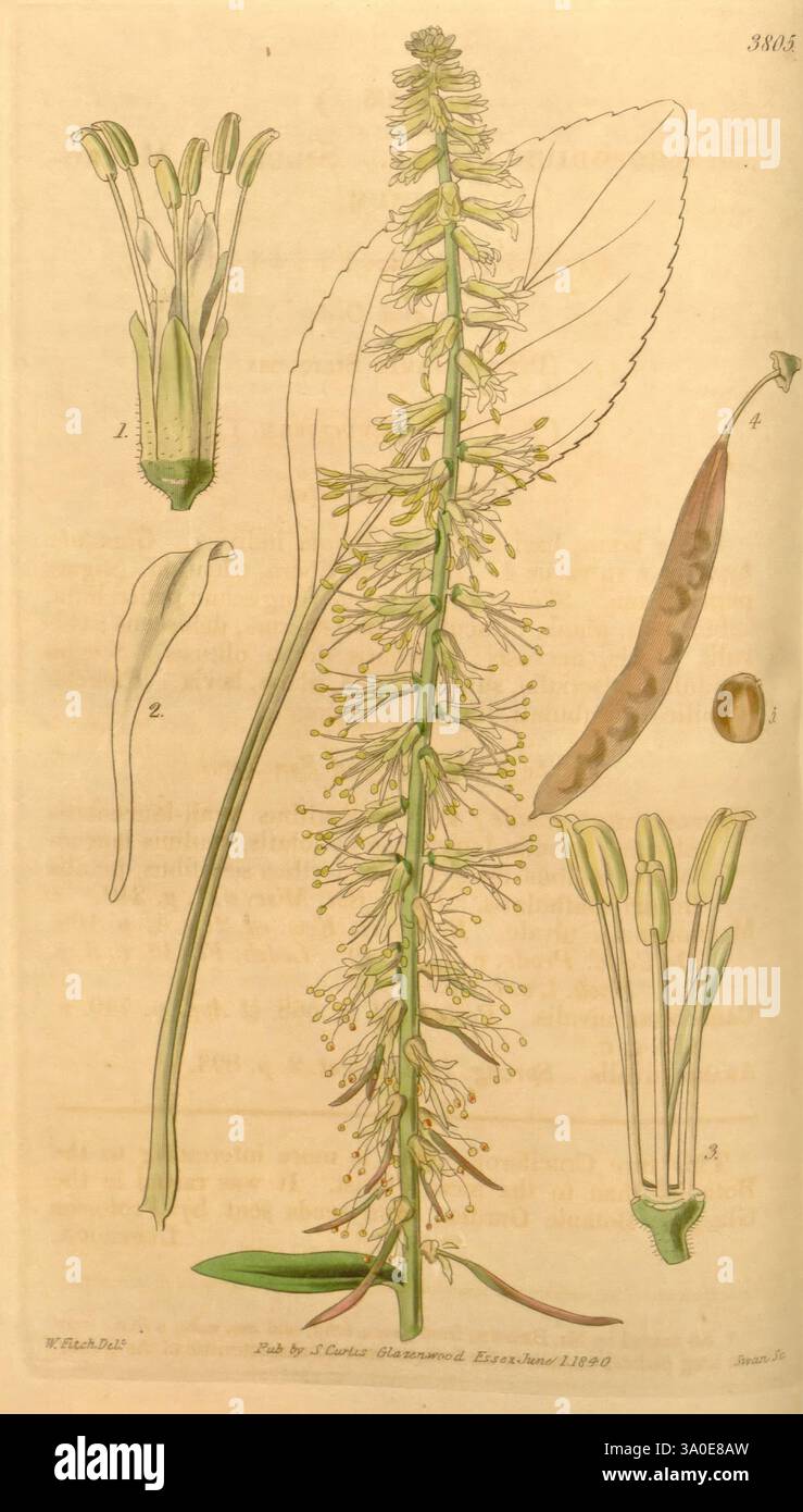 Detailed floral structures alongside various parts hi-res stock photography and images - Alamy