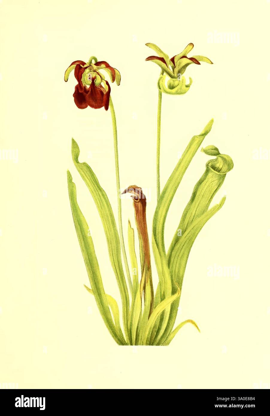 Illustrations of North American pitcher plants Washington, D.C. The ...