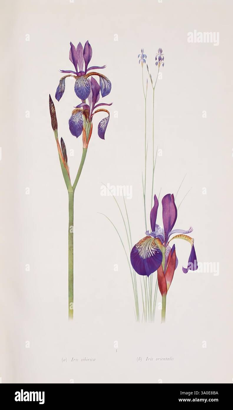 The genus Iris, Cambridge [Cambridgeshire], 1913, iris, pictorial works ...