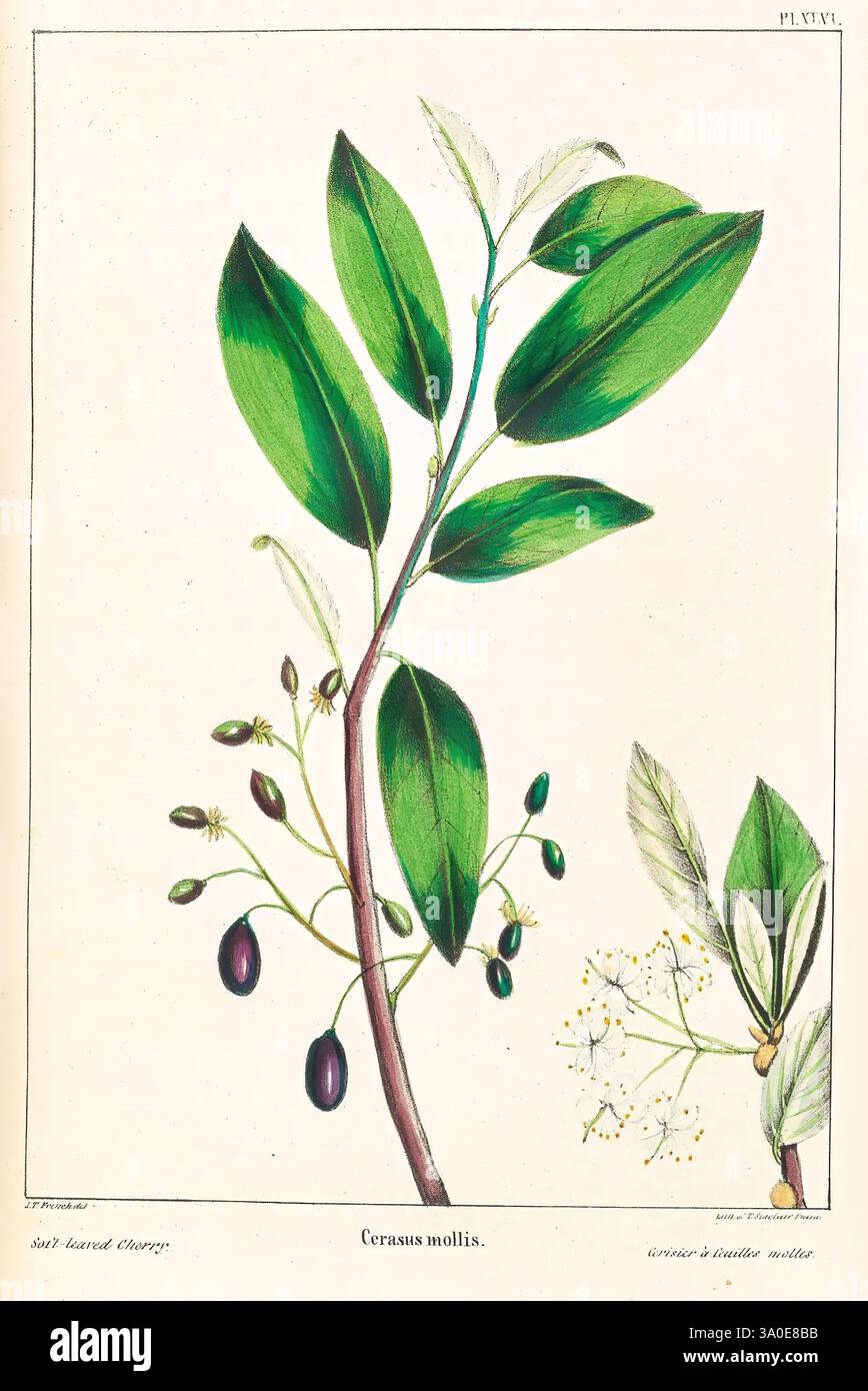 The North American sylva Philadelphia J. Dobson 1841-1849 North America ...