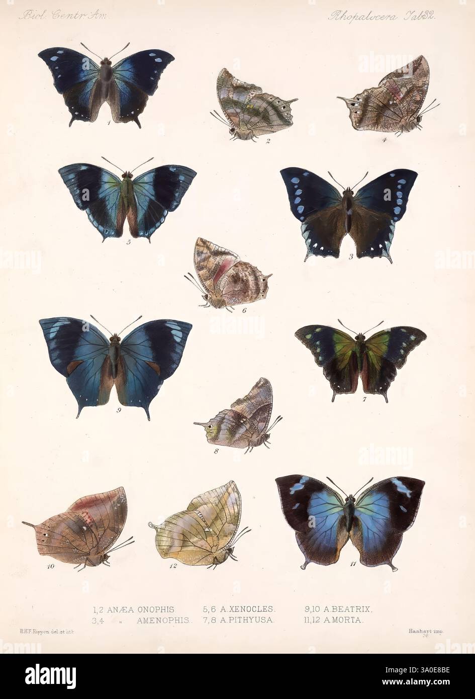 Center row displays butterflies hi-res stock photography and images - Alamy