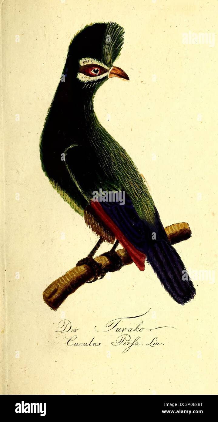 Birds crest add hi-res stock photography and images - Alamy