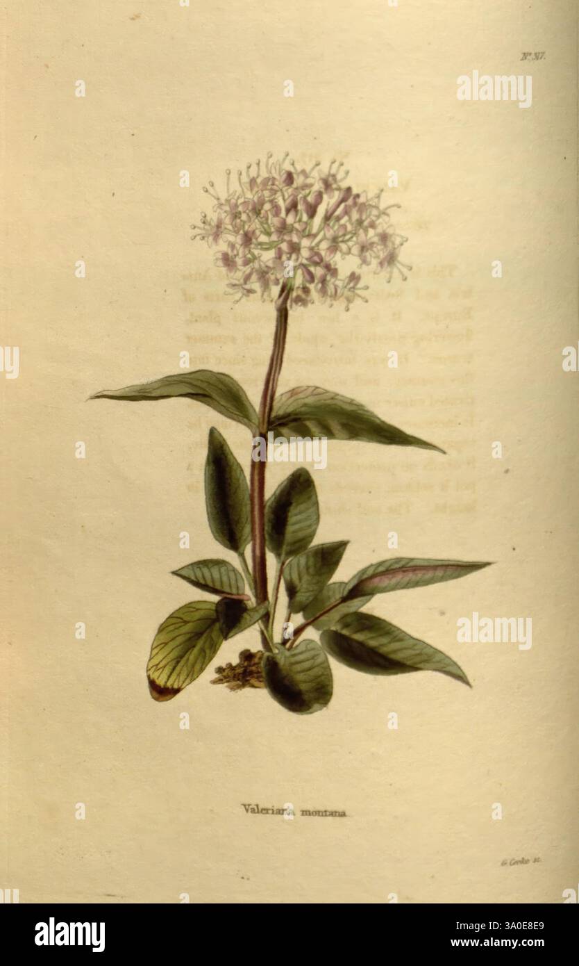 The, Botanical, Cabinet, London, John, and, Arthur, Arch, 1817-1833, A ...