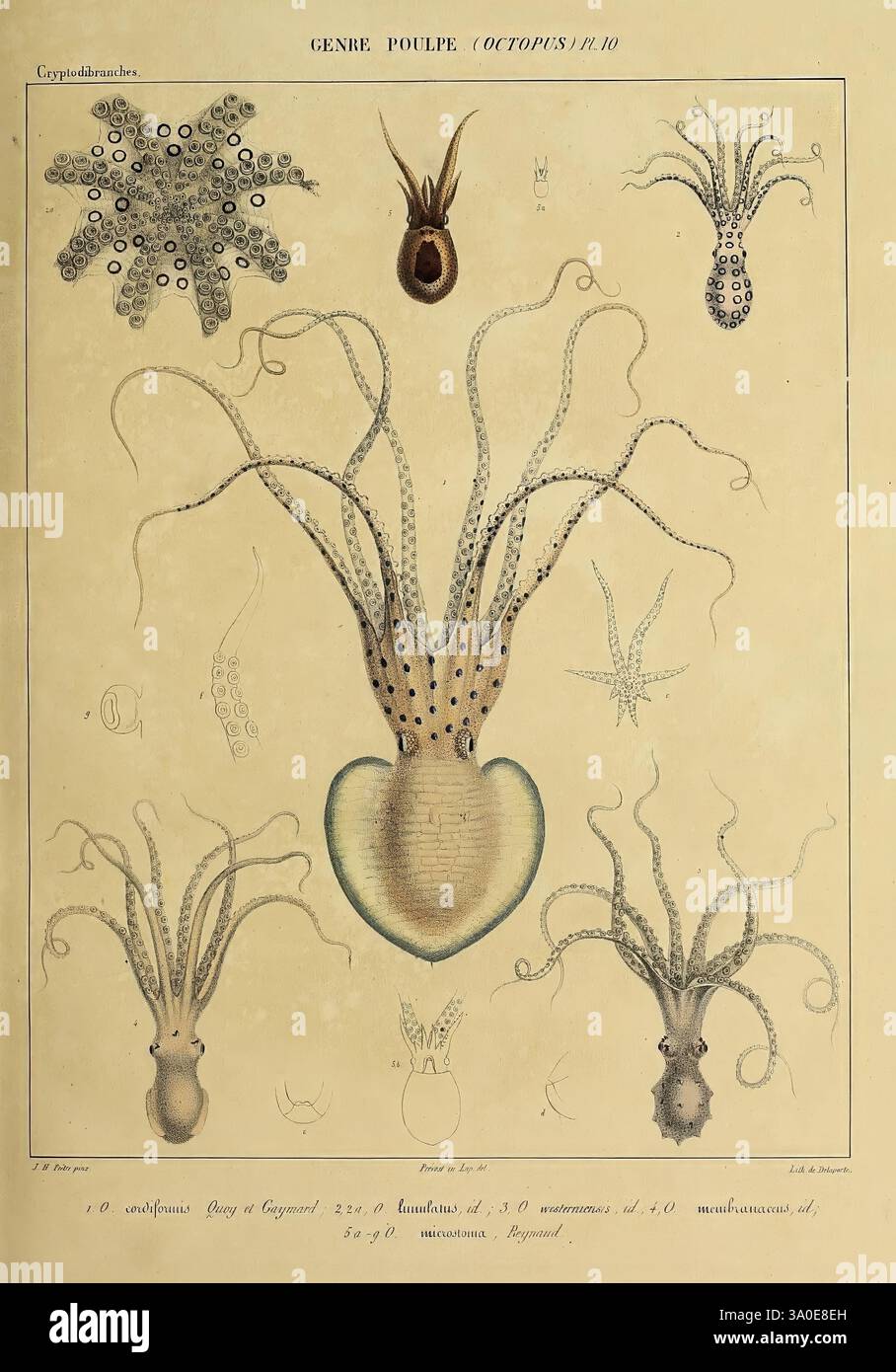 Histoire naturelle, générale et particulière des céphalopodes ...