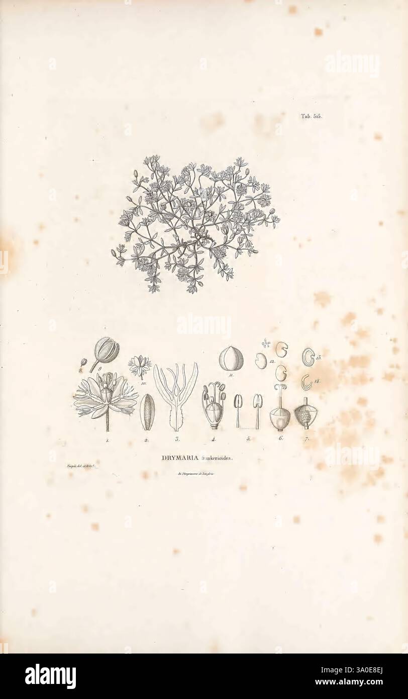 Nova Genera et Species Plantarum, Antverpiae, Ex Officina Christophori ...