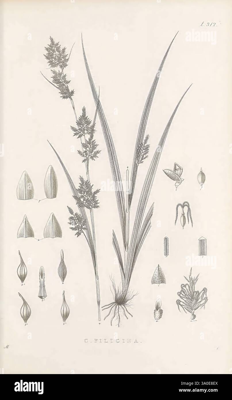 Illustrations of the genus Carex London William Pamplin 1858-1867 carex ...