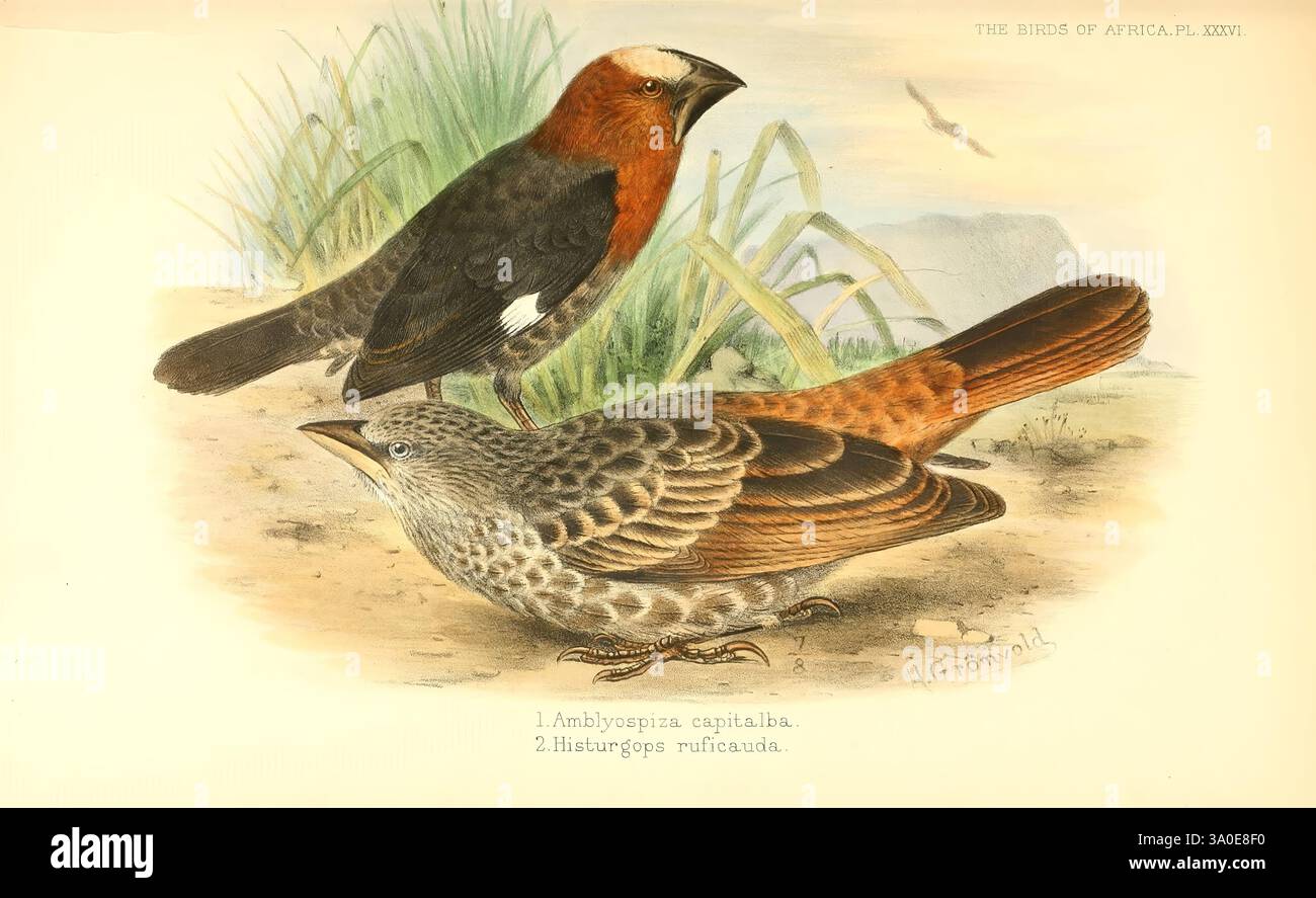 Female bird exhibits softer shades of gray hi-res stock photography and ...