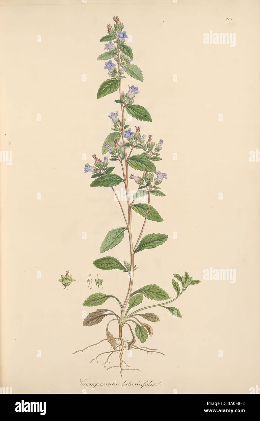 Flora Graeca, sive, Plantarum rariorum historia, quas in provinciis aut ...