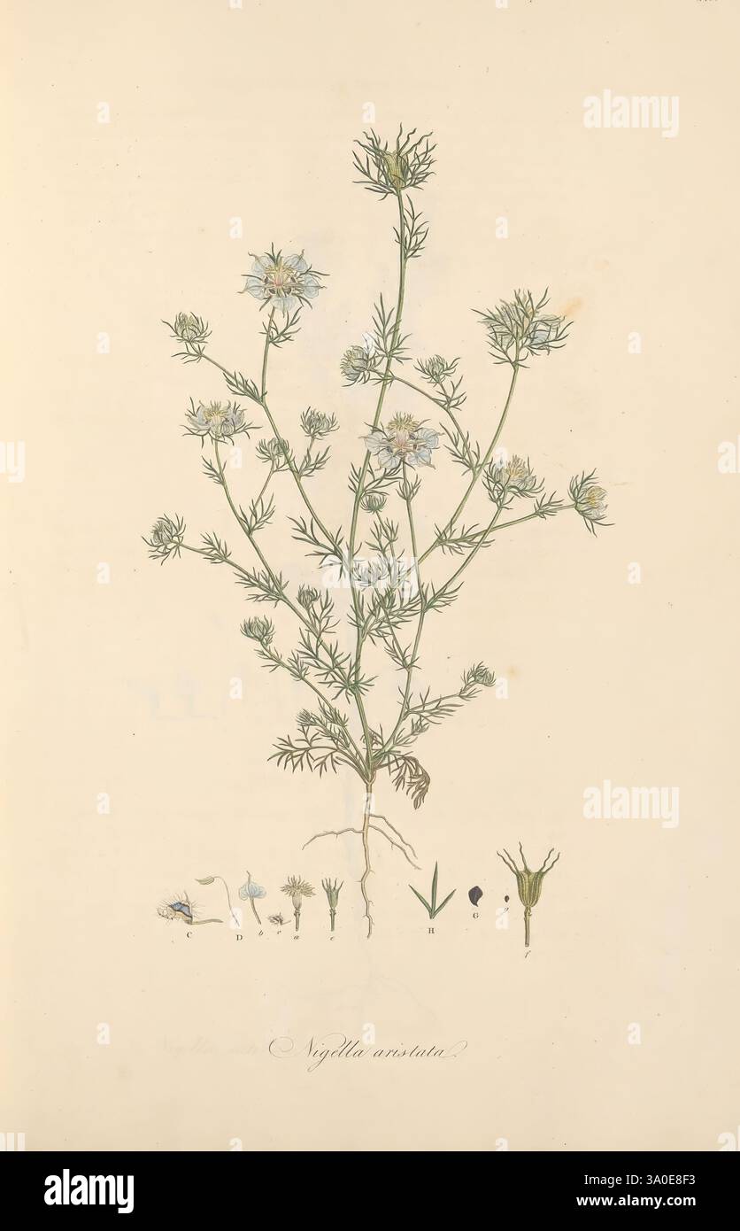 Flora Graeca, sive, Plantarum rariorum historia, quas in provinciis aut ...