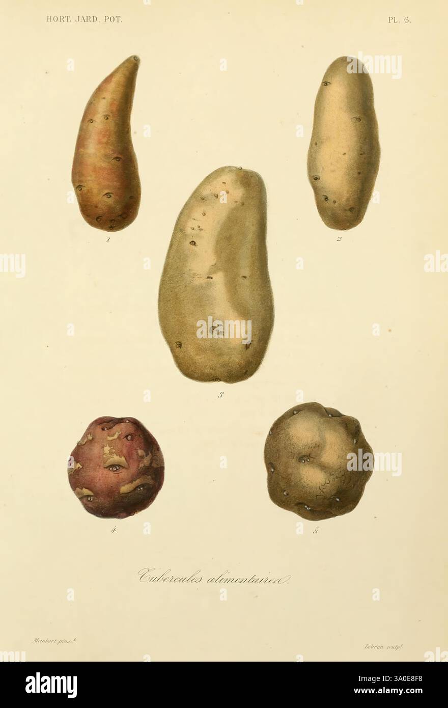 Five different tubers hi-res stock photography and images - Alamy