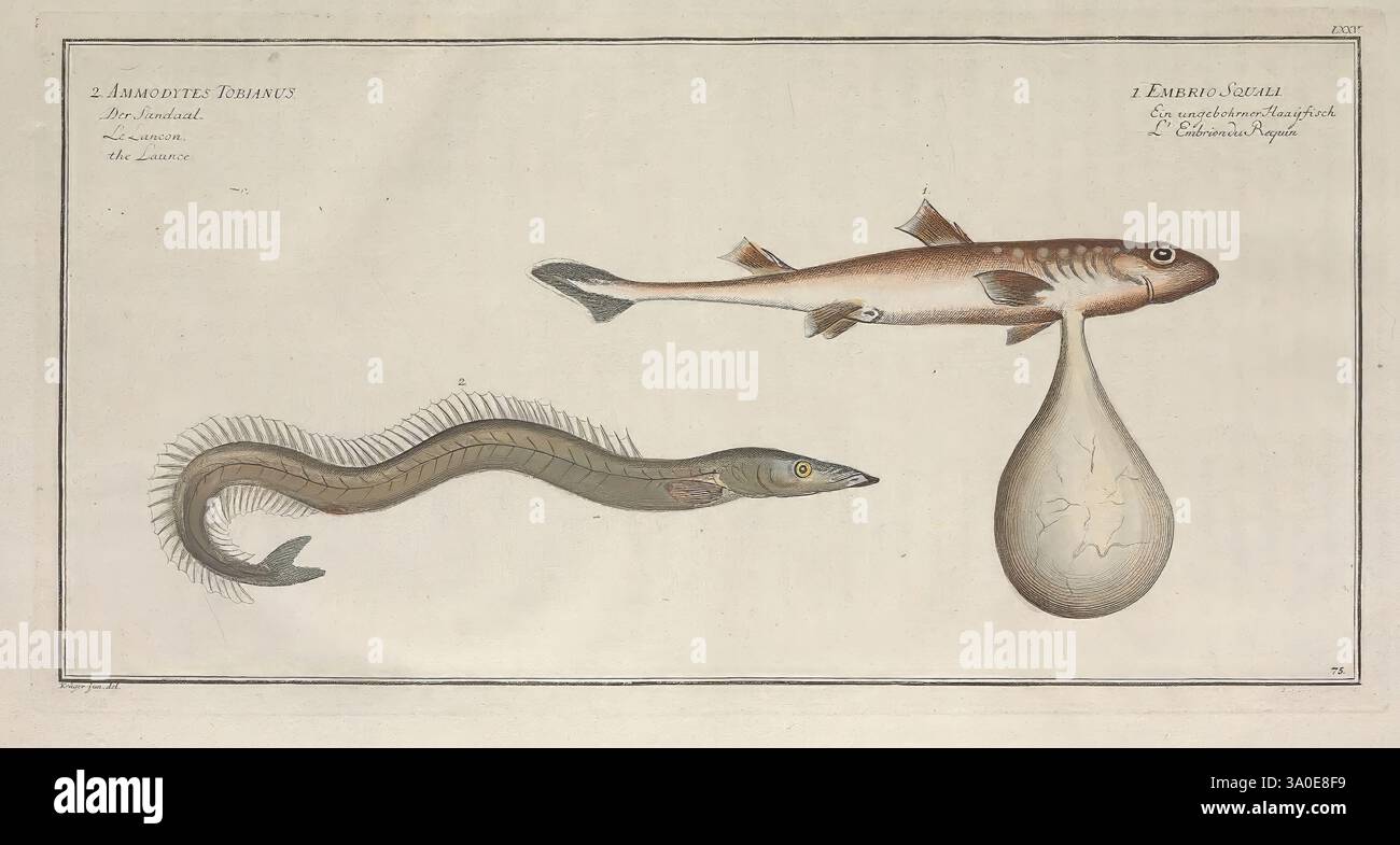 Illustration features three distinct aquatic specimens hi-res stock ...