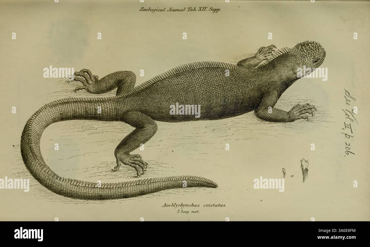 Salamanders external characteristics hi-res stock photography and ...