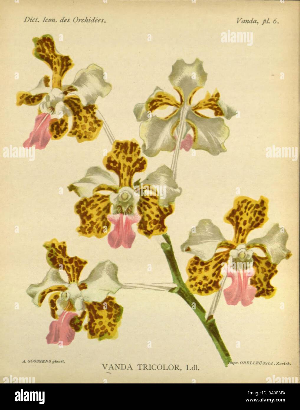 Dictionnaire iconographique des orchidees Bruxelles Imp. F. Havermans ...