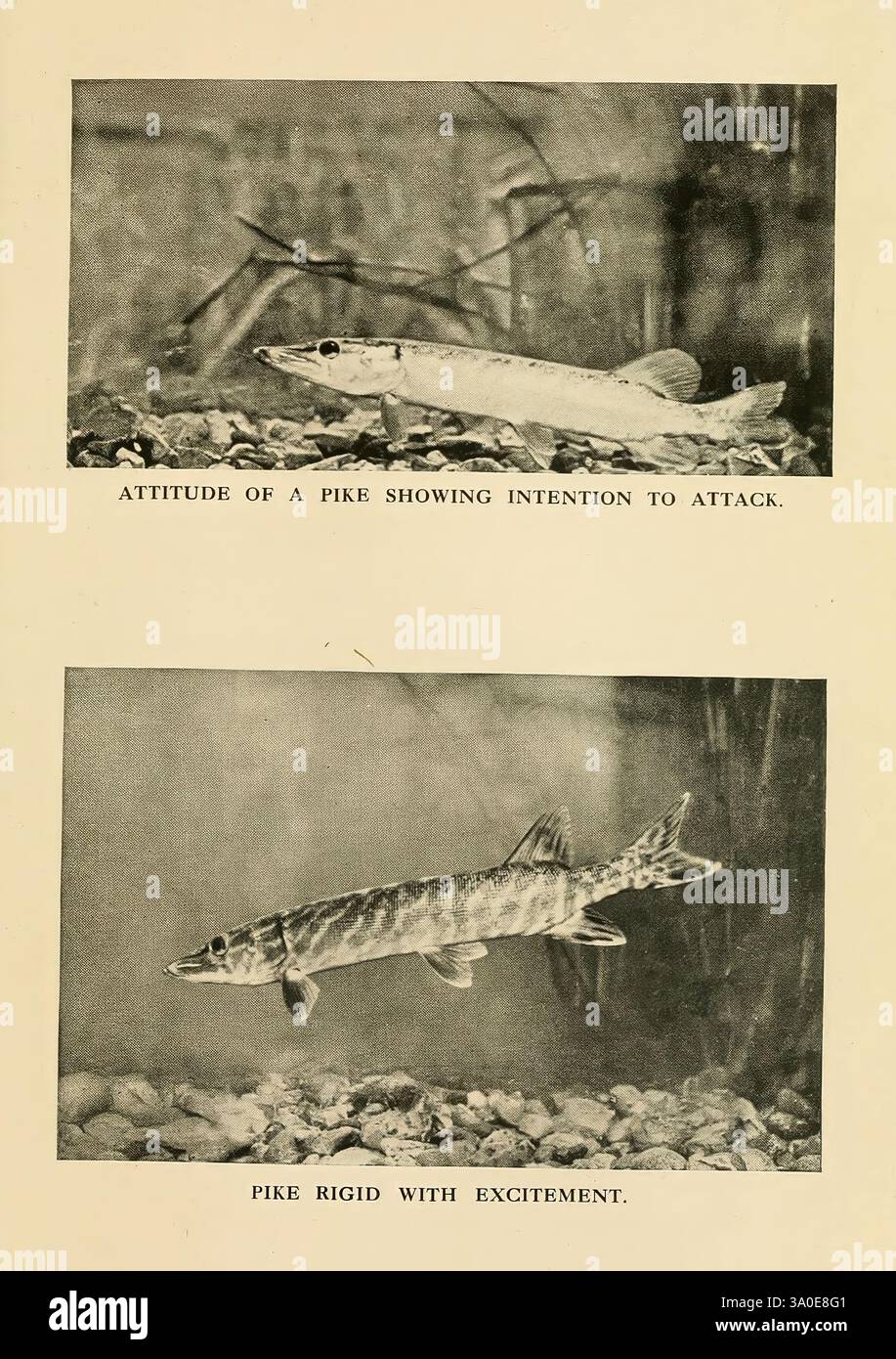 Marvels of fish life as revealed by the camera 1912. fishes ...