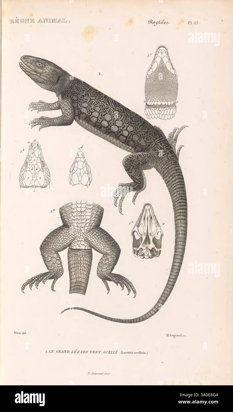 Dorsal view displays hi-res stock photography and images - Alamy