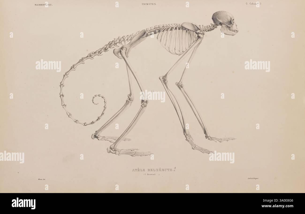 Studying primate anatomy hi-res stock photography and images - Alamy
