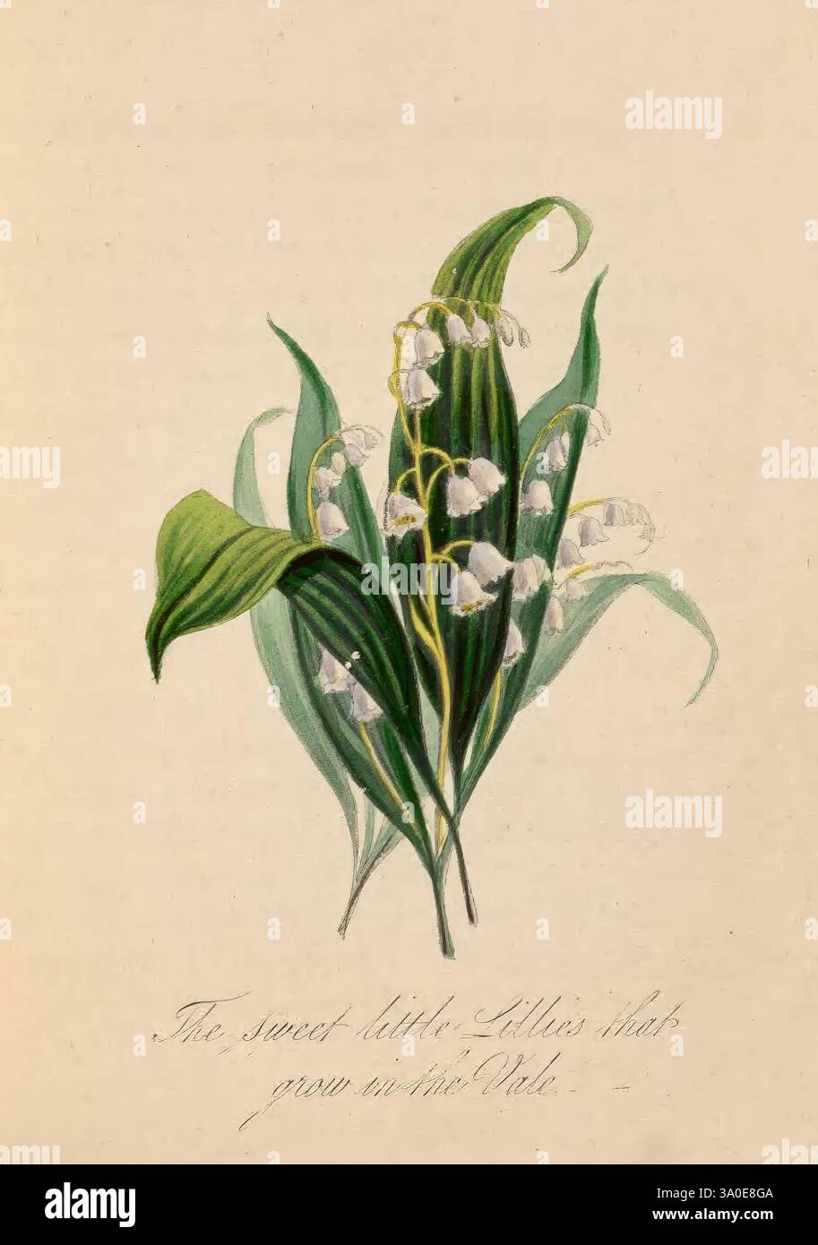 Beautifully illustrated depiction of delicate lily hi-res stock ...