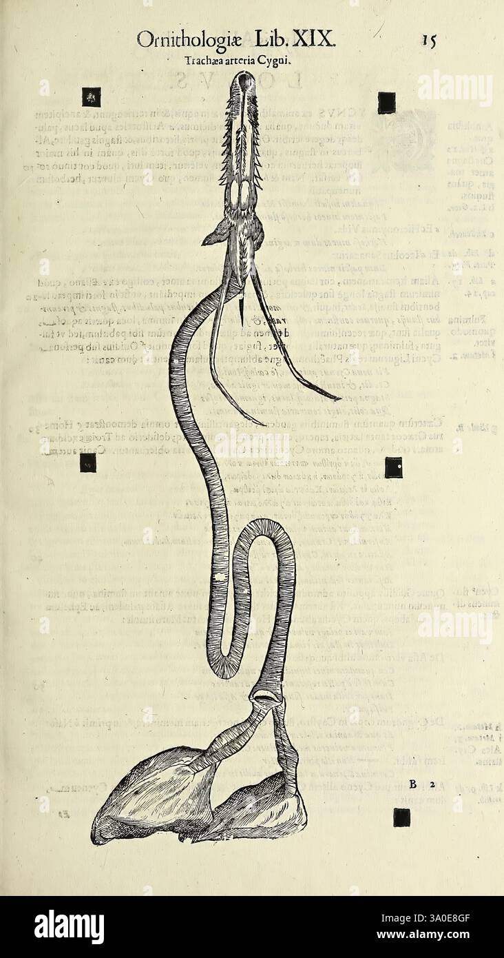 Biological function of respiration in avian species hi-res stock ...