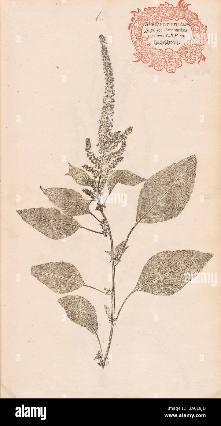 Flora Berolinensis, Berlin, Die Schule, 1757-1758, Amaranthus lividus ...