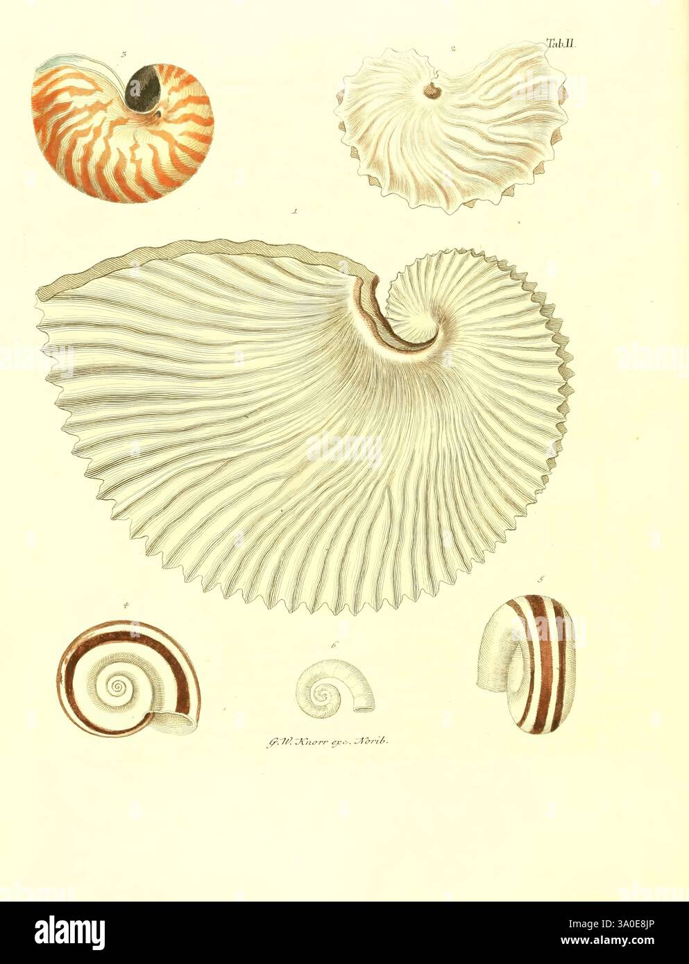 Another shell features hi-res stock photography and images - Alamy