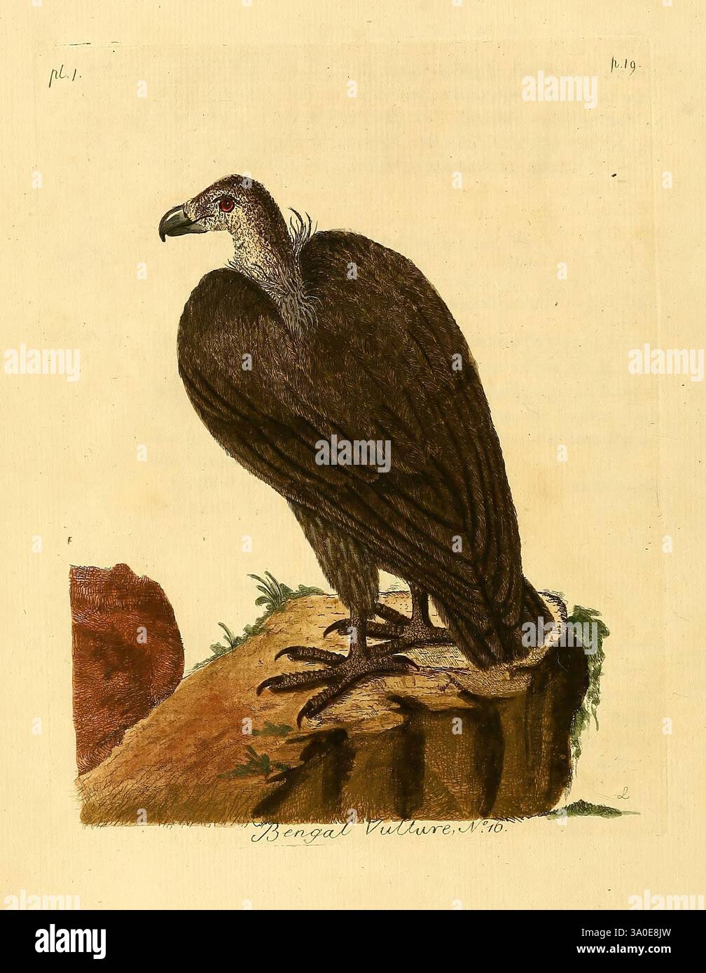 Vultures striking features hi-res stock photography and images - Alamy