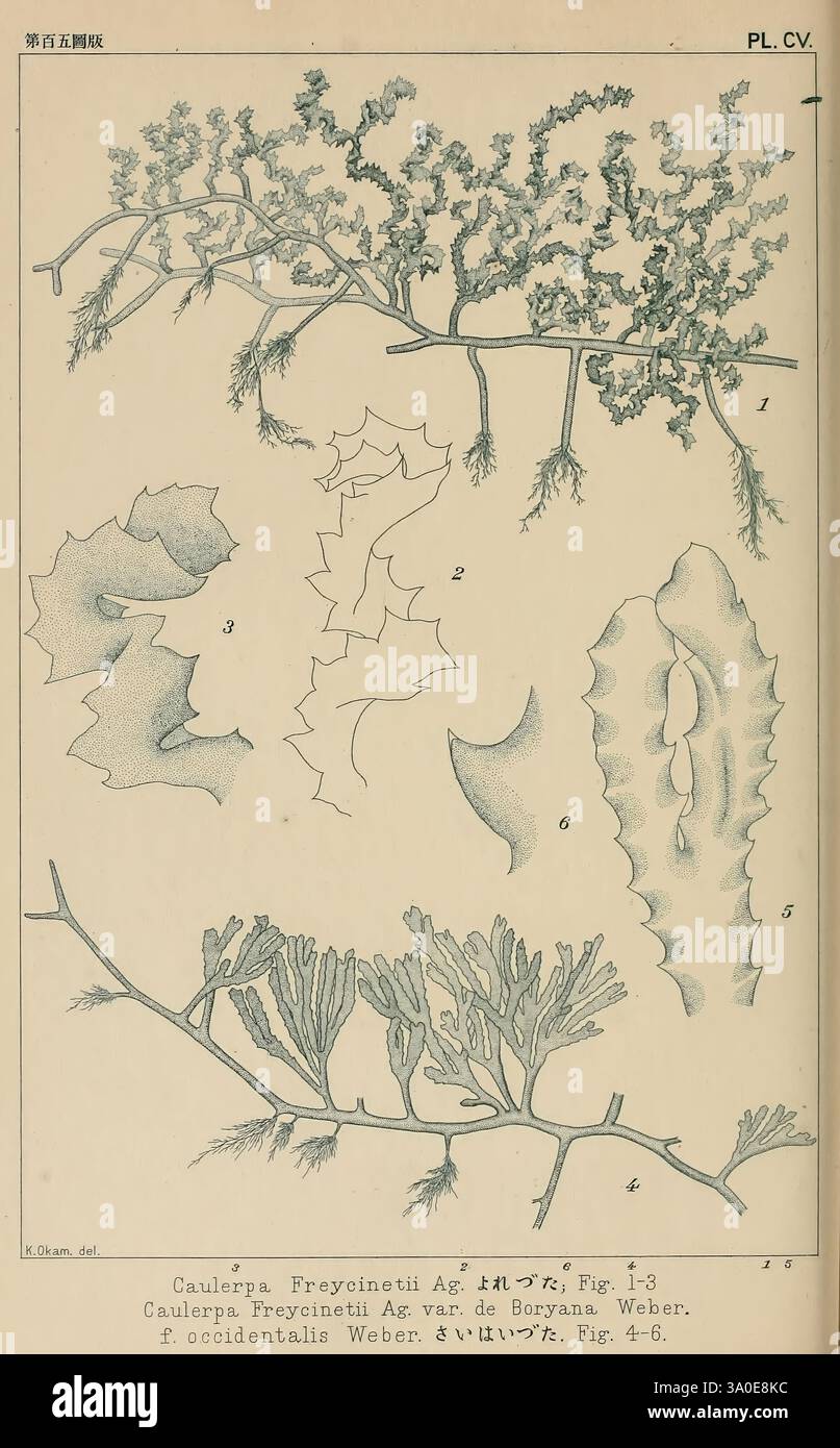Icons of japanese algae tokyo kazamashobo 1907 1942 japan algae hi-res ...