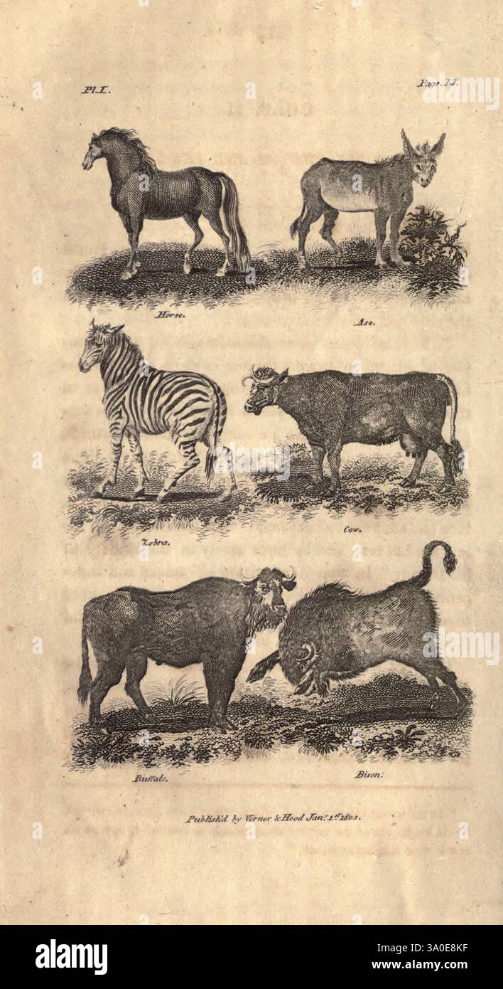 Various animals in distinct poses hi-res stock photography and images ...