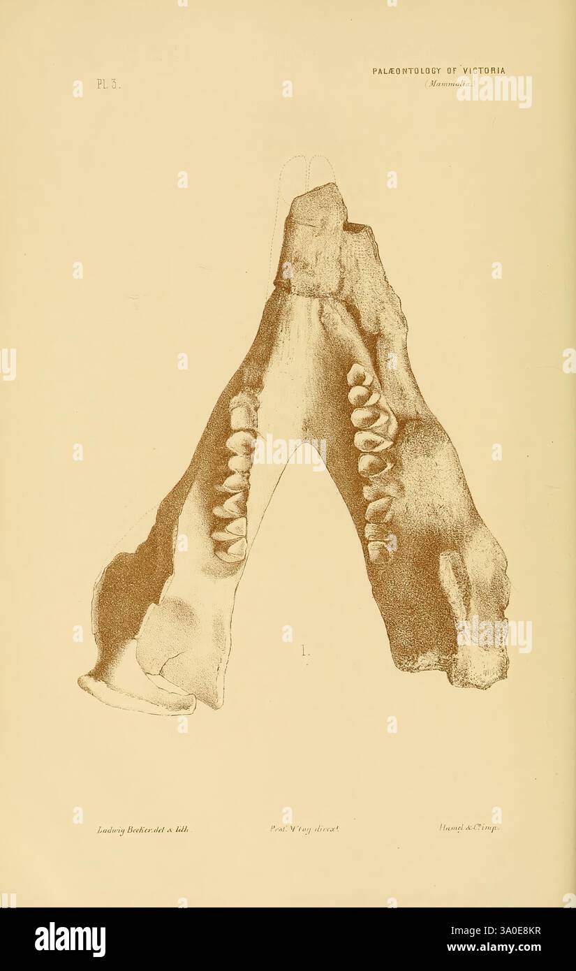 Intricate structure of ancient dental arrangements hi-res stock ...