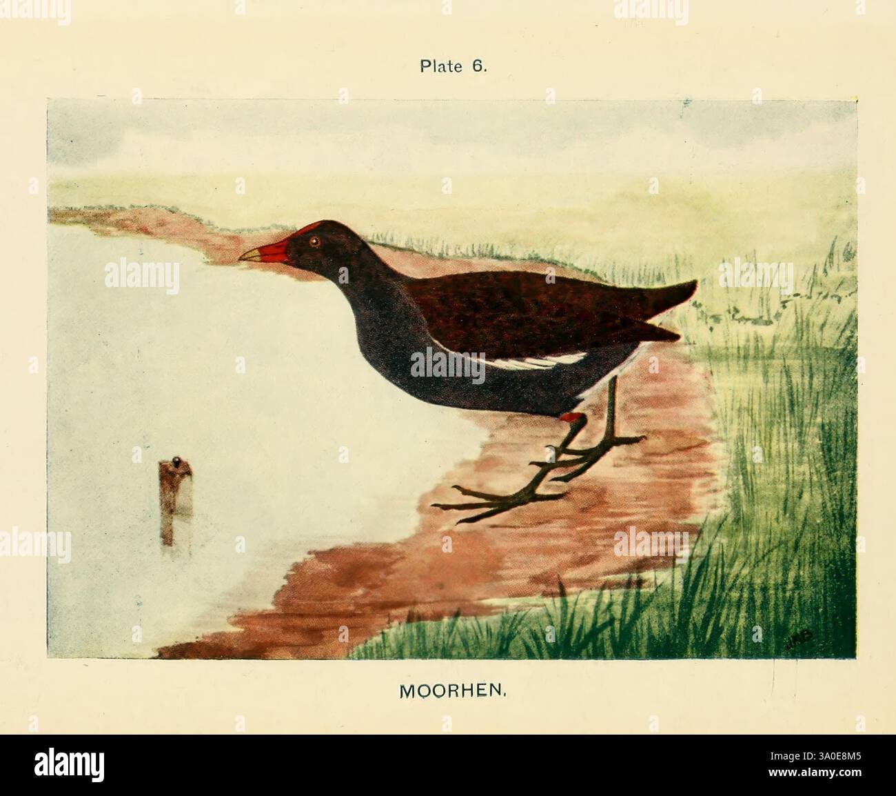 British birds & their eggs, London, W. & R. Chambers, 1909, birds ...