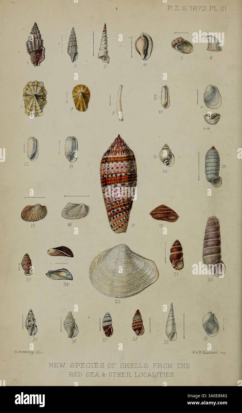 Flattened bivalves hi-res stock photography and images - Alamy