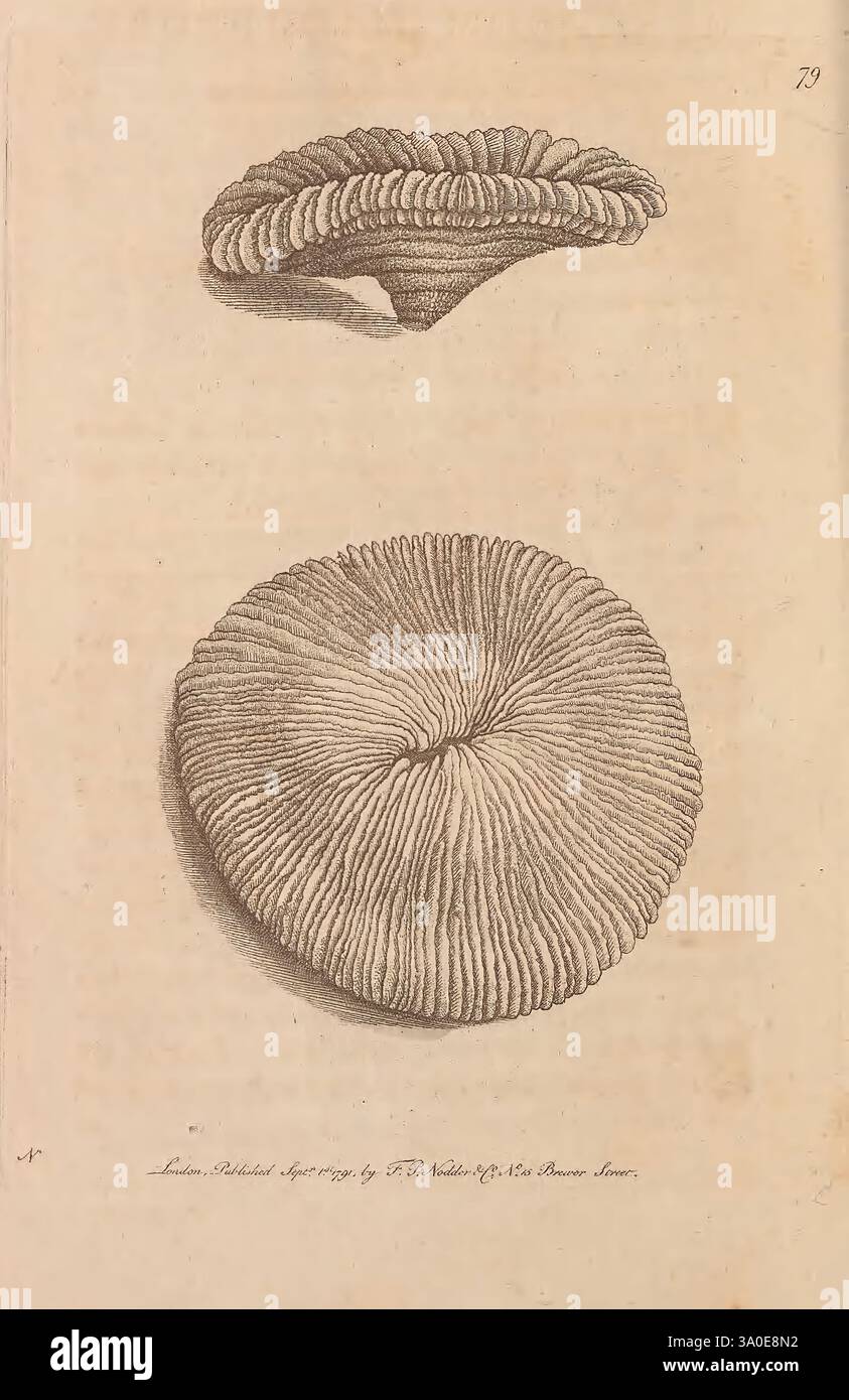 The naturalist's miscellany, or Coloured figures of natural objects ...