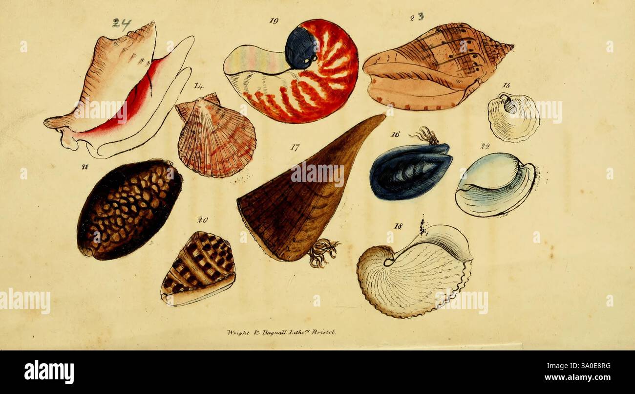 Beehive shell hi-res stock photography and images - Alamy