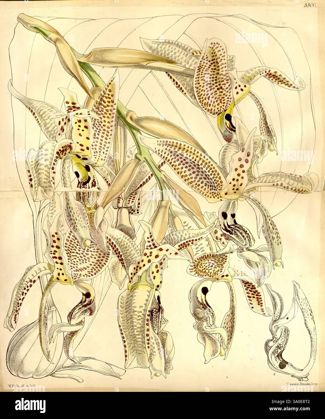 Curtis's Botanical Magazine London New York Botanical Illustration ...